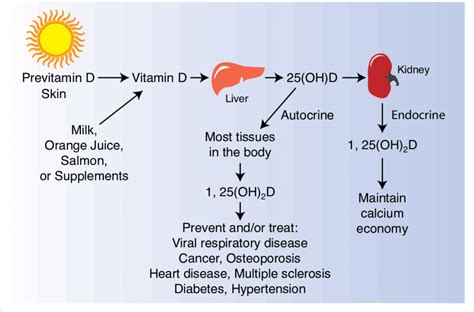 Vitamin D Sources Function And Deficiency Public Health Notes