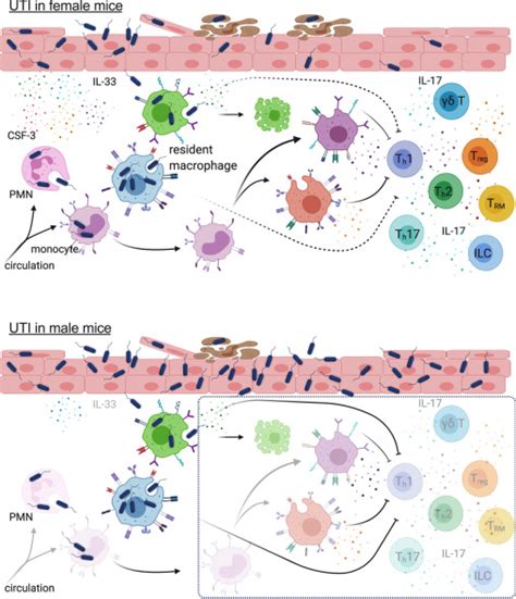The Impact Of Biological Sex On Diseases Of The Urinary Tract Mucosal
