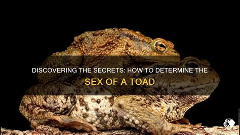 Discovering The Secrets How To Determine The Sex Of A Toad Petshun Discovering The Secrets How To Determine The Sex Of A Toad Petshun