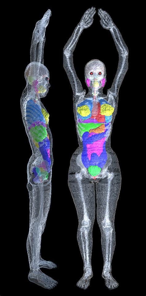 Whole‐body Female Model Designed By The National Institute Of Download Scientific Diagram