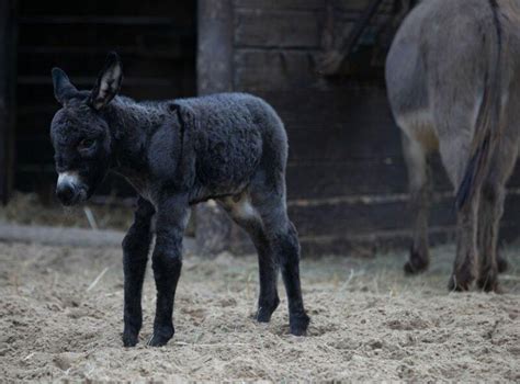 Imádnivaló Csacsi Kislány Született A Veszprémi Állatkertben Magyar Állatvédelem