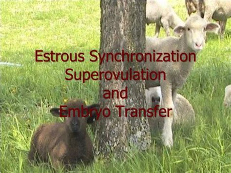 Ppt Estrous Synchronization Superovulation And Embryo Transfer Powerpoint Presentation Id