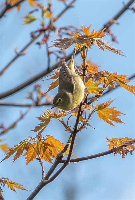 Scarlet Tanager Orange Crowned Warbler And Bay Breasted Warbler At