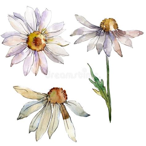 White Daisy Floral Botanical Flower Watercolor Background Illustration