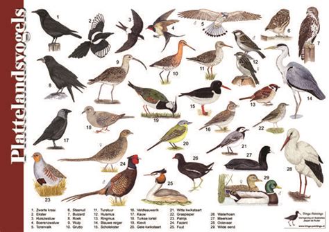 Herkenningskaart Zoekkaart Plattelandsvogels Huisdier Vogel Vogels