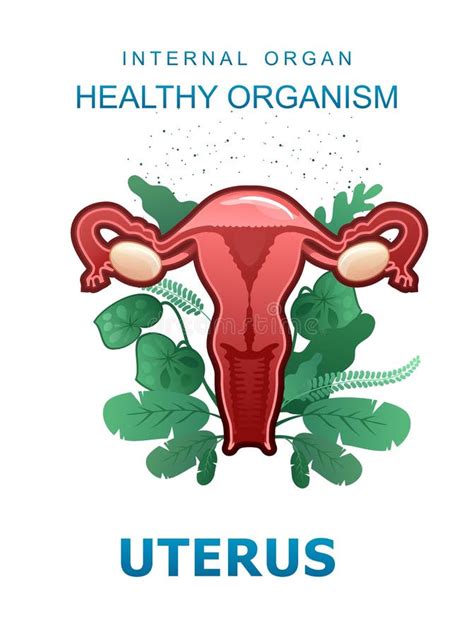 Female Genitals Stock Illustrations 510 Female Genitals Stock