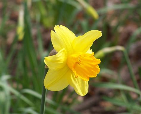 Flower Picture Narcissus Picture