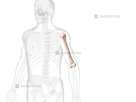 Left Humerus Biodigital Anatomy