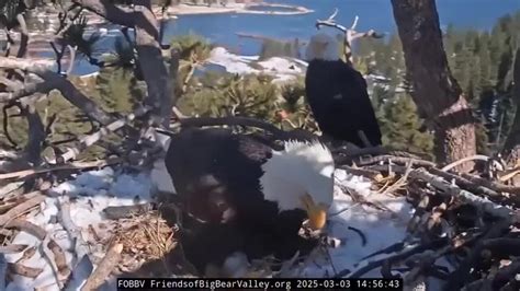 Two Bald Eagle Eggs Seen Hatching On Live Camera In Big Bear Valley