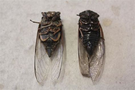 金蝉生物学常识 想养蝉的人多看几遍有好处 的 知乎