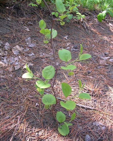 ユリ目サルトリイバラ科シオデ科の植物 道南花日記