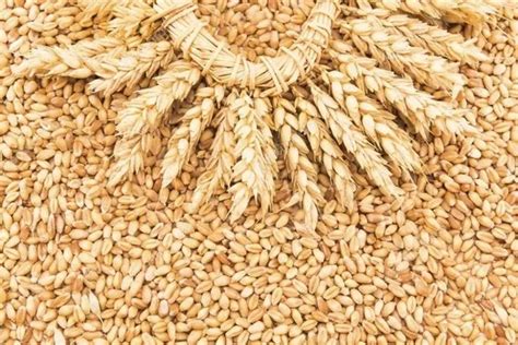 Пшеница продовольственная 4 класса, Минск, продажа Зерно Минск, цена ...