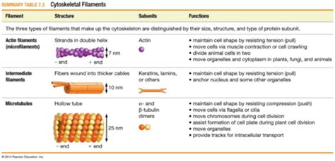 BIO Lecture Intro To Cytoskeleton Actin Cytoskeleton