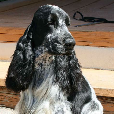 Get To Know And Love The English Cocker Spaniel American Kennel Club
