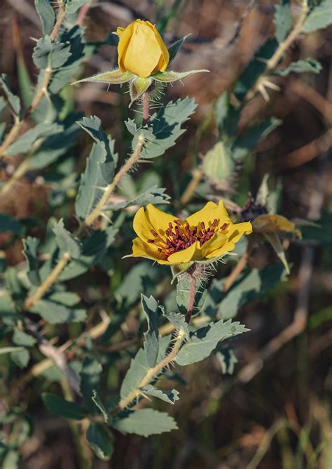 Rosa persica - Изображение особи - Плантариум