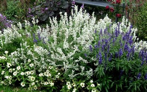 Hummingbird Summersweet Clethra 6 Pot Shrub Clethra Shrubs