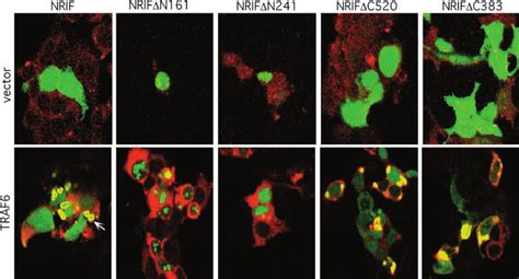 Subcellular Localization Of Nrif And Carboxyl But Not Aminoterminal