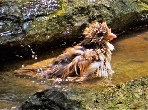 Wet Bird Help Me Identify A North American Bird Whatbird Community