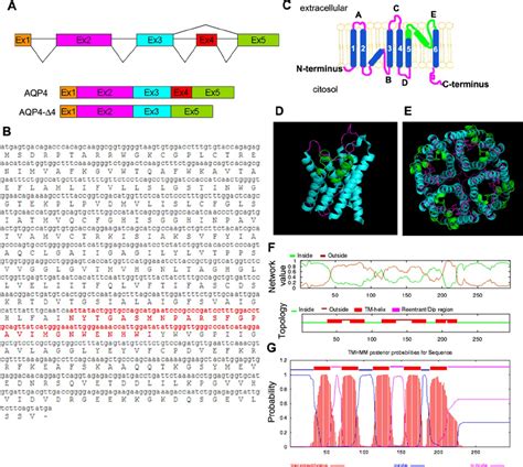 characteristics of the alternatively spliced transcript of human aqp4