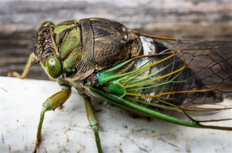 Annual Cicada On Tree Stock Image Image Of Noisy Insect 20957753