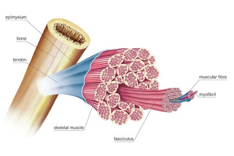General Structure Of Skeletal Muscle Photograph By As