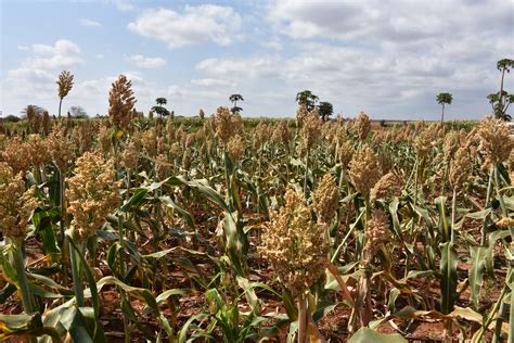 Launch Of A New Global Partnership For The Vision For Adapted Crops And