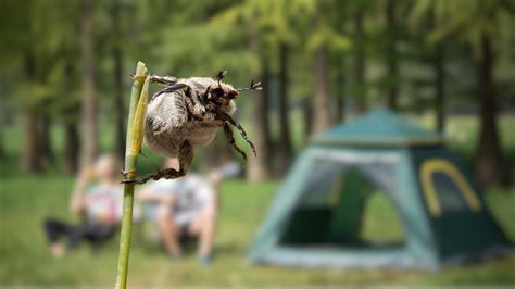 How To Keep Bugs Out Of Your Tent 7 Proven Strategies Outdoor Zone