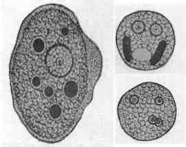 Trofozoito De Entamoeba Histolytica Trogocytosis By Entamoeba