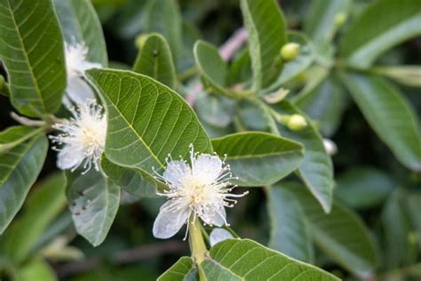 Best Fertilizer For Guava Trees Organic Natural Homemade Npk Ratio
