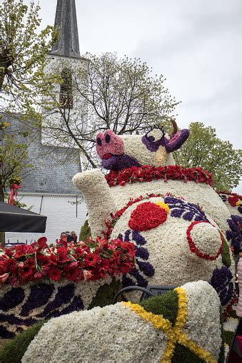 암소에 게 전통적인 꽃 퍼레이드 Bloemencorso Hyacinths의 노드 위 크에서 네덜란드에서 하를 렘 4월에 대한