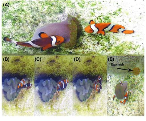 Clownfish Laying Eggs