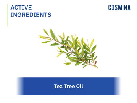 Tea Tree Oil In French Means At Francisco Donnelly Blog