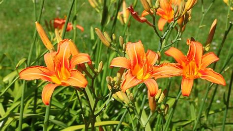 Orange Daylilies