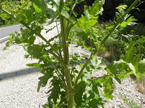 Docaitta Lifestyle Poisonous Plant Wild Parsnip