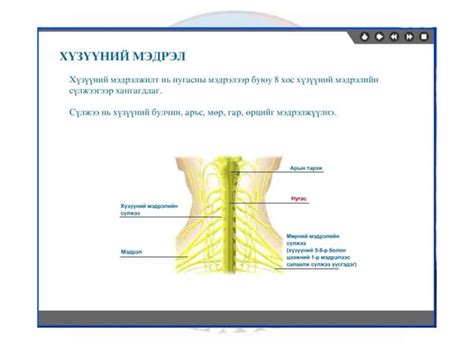 лекц 5 мэдрэлийн эрхтэн тогтолцоо