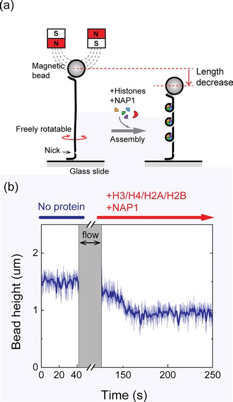 NAP1 Assisted Nucleosome Assembly A Schematic Diagram Of A Tethered