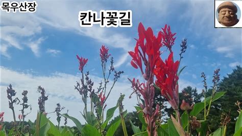 칸나꽃 Youtube