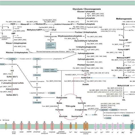 Predicted Functional Systems And General Metabolic Pathway Of M