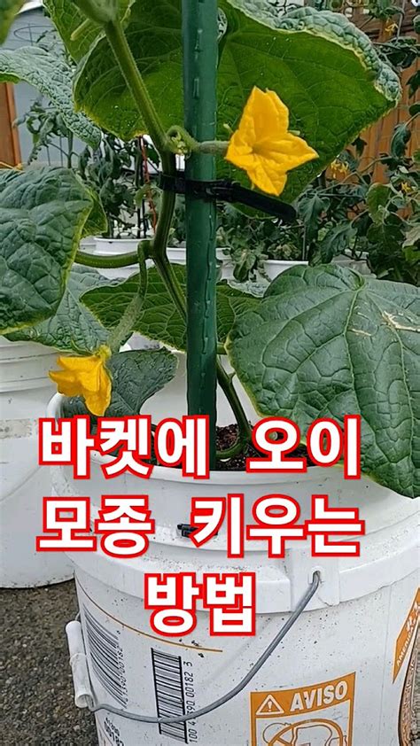 바켓에 오이 모종 키우는 방법 Youtube