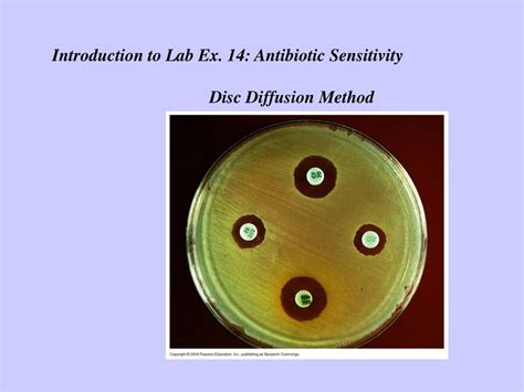 Ppt Introduction To Lab Ex 14 Antibiotic Sensitivity Disc Diffusion