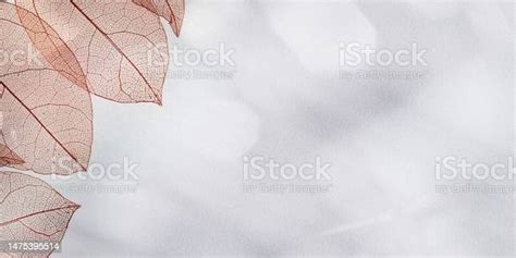 아름다운 붉은 잎 정맥 잎 질감의 단풍 자연광이 있는 유기적인 디자인 배경은 회색 표면 위에 그림자를 드리웁니다 미니멀 트렌드