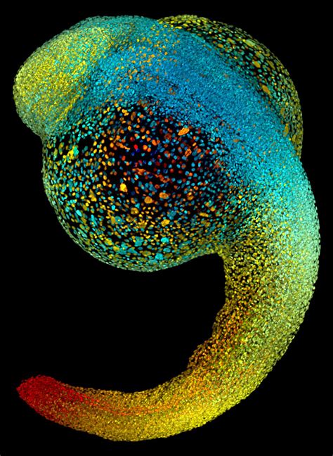 Zebrafish Embryo Diagram