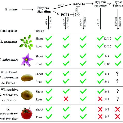Overview Of Ethylene Mediated Hypoxia Responses In Solanum Species A