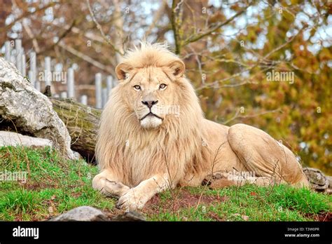 Panthera Leo Krugeri
