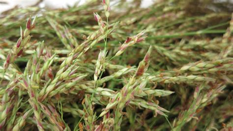 Canary Tales Special Treat Johnson Grass