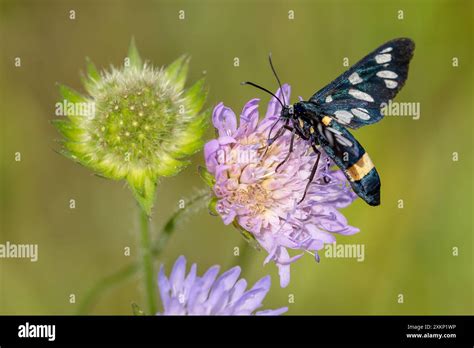 Nine Spotted Moth Amata Phegea Beautiful Colored Moth From European