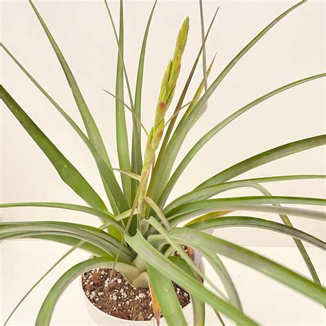 Tillandsia Variabilis Cuffel Farms