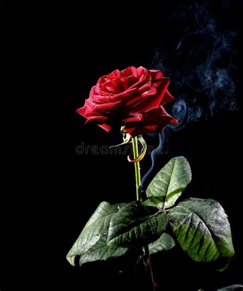 Rose And Smoke Stock Image Image Of Mystical Green Drop 4612229