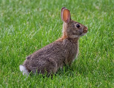 Eastern Rabbit