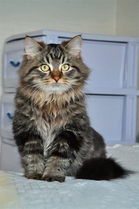 Meet Larion The Siberian Kitten Fluffy And Loving